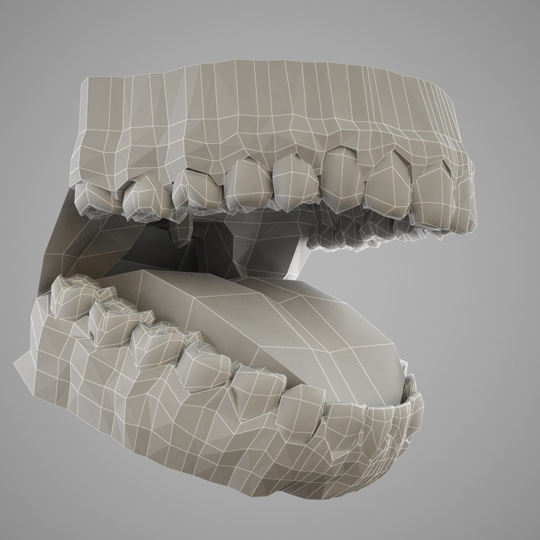 3d Human Teeth Head