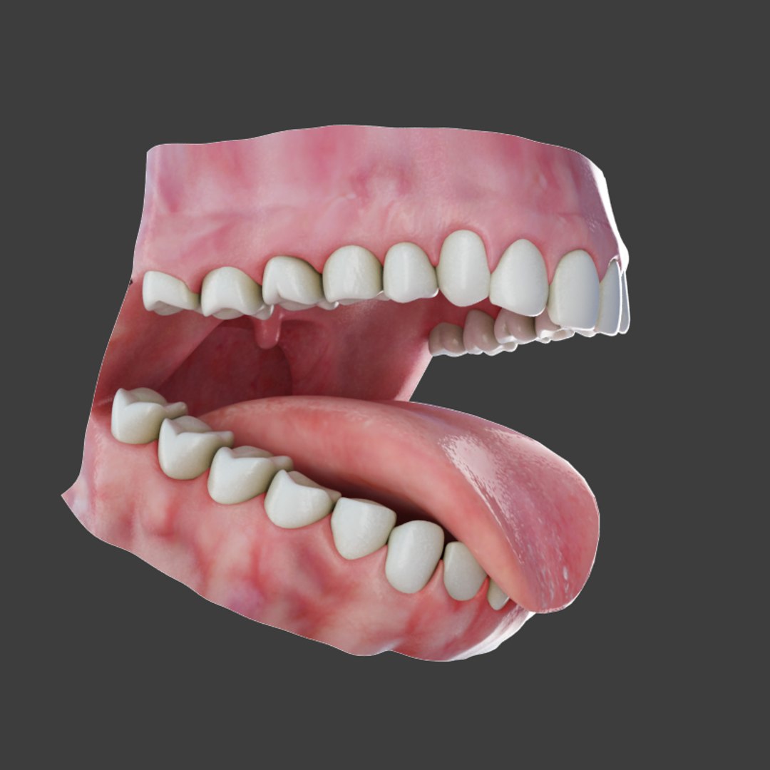 3d Human Teeth Head
