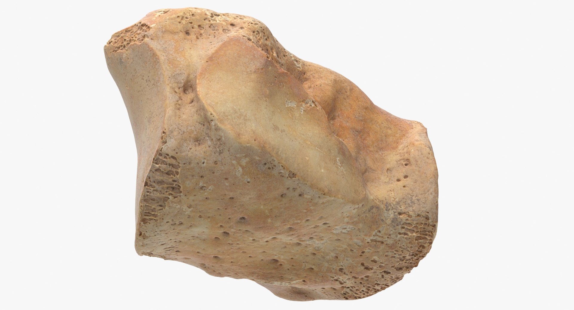 3D Cuboid Bone 01 Model - TurboSquid 1506098