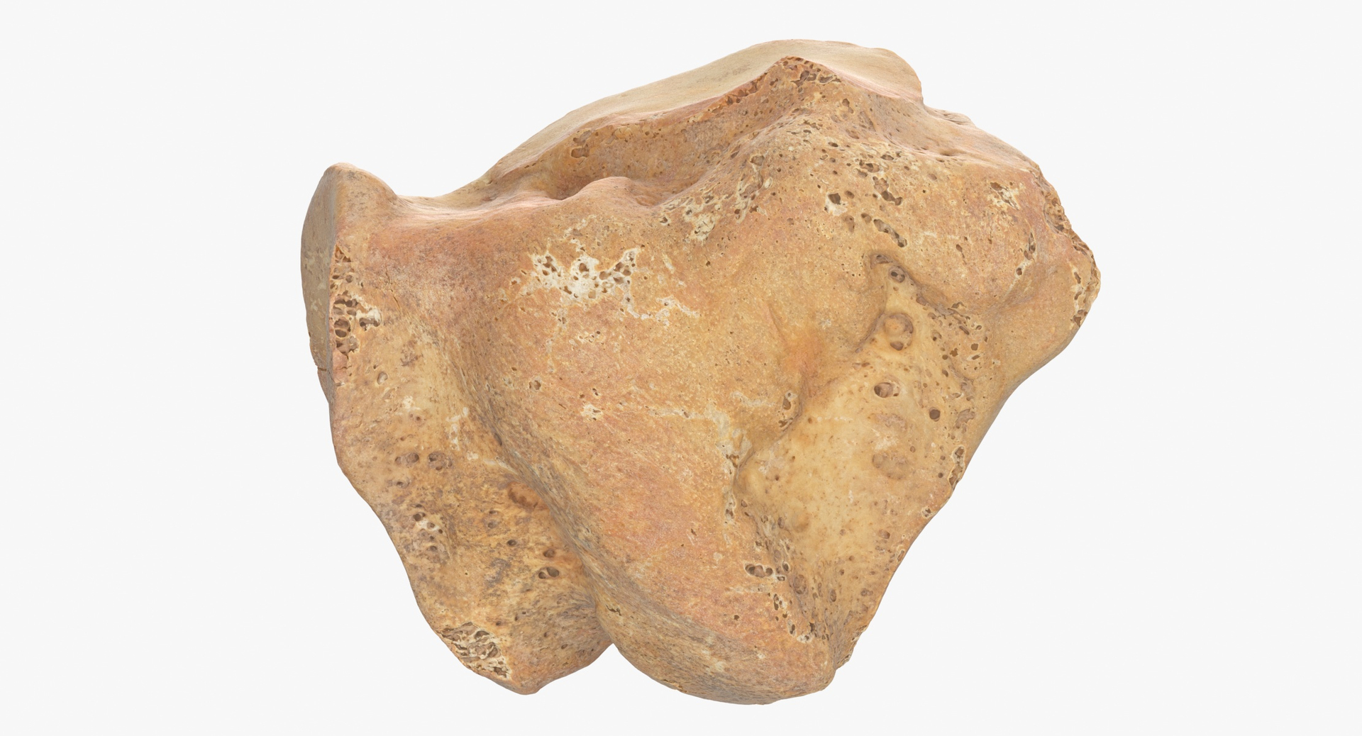 3D Cuboid Bone 01 Model - TurboSquid 1506098