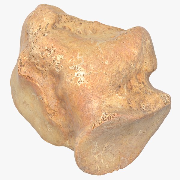 modelo 3d Hueso cuboide real 01 - TurboSquid 1506098