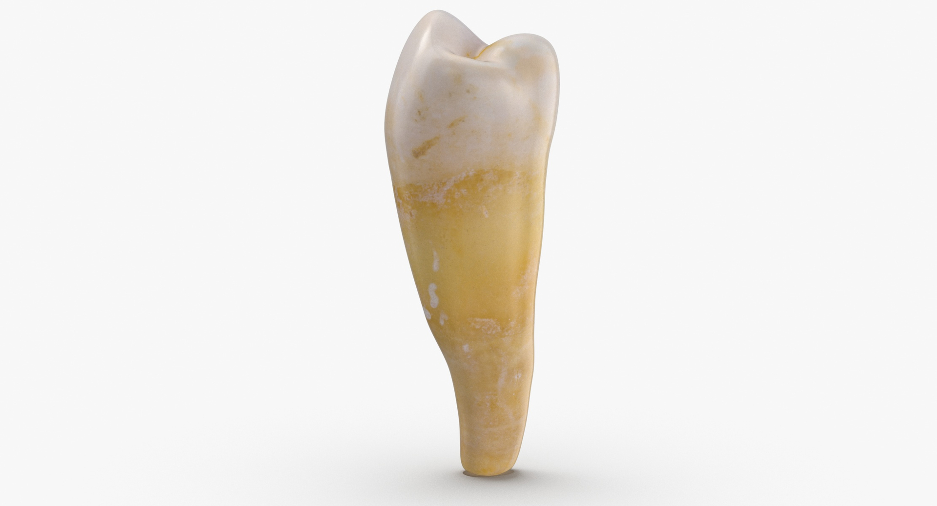 Premolar Lower Jaw 01 3D Model - TurboSquid 1512984