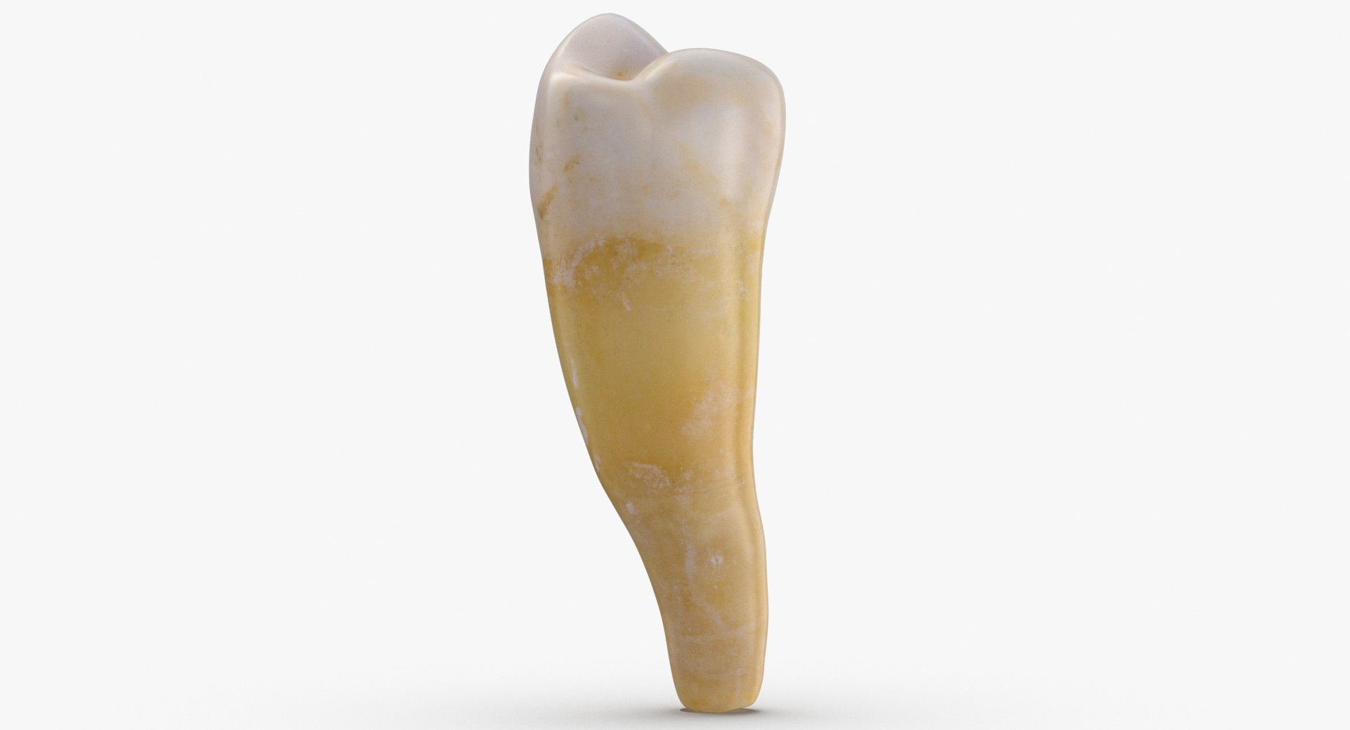 Premolar Lower Jaw 01 3D Model - TurboSquid 1512984