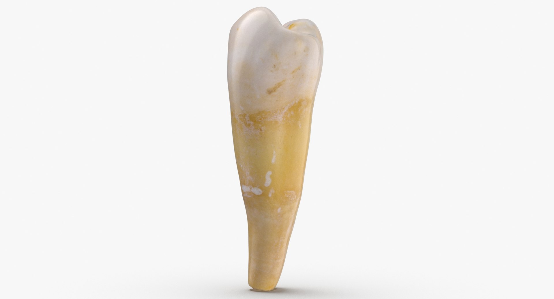 Premolar Lower Jaw 01 3D Model - TurboSquid 1512984