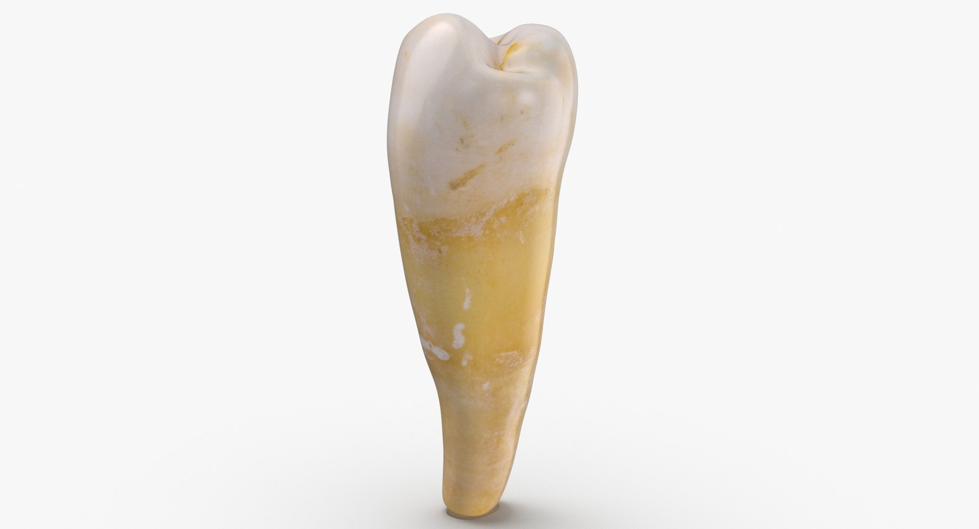 Premolar Lower Jaw 01 3D Model - TurboSquid 1512984