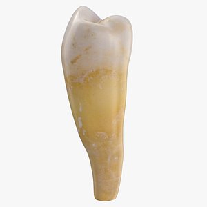 3D Premolar Models - Browse & Download Formats - TurboSquid