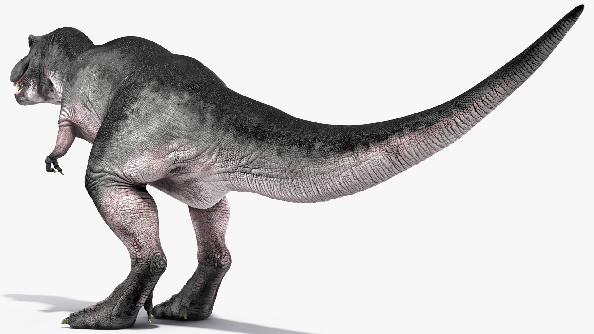 T Rex Idle Animated Rigged 3D model - TurboSquid 2102899