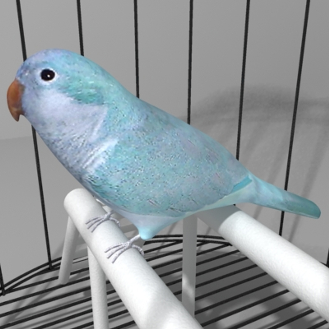 3d parakeet cage