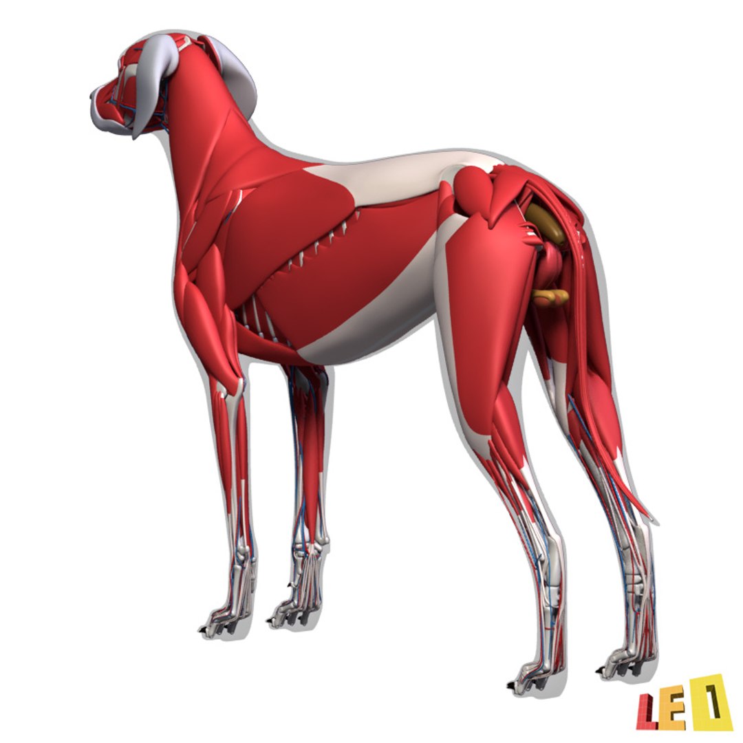 Dog Anatomy Dalmatian 3ds