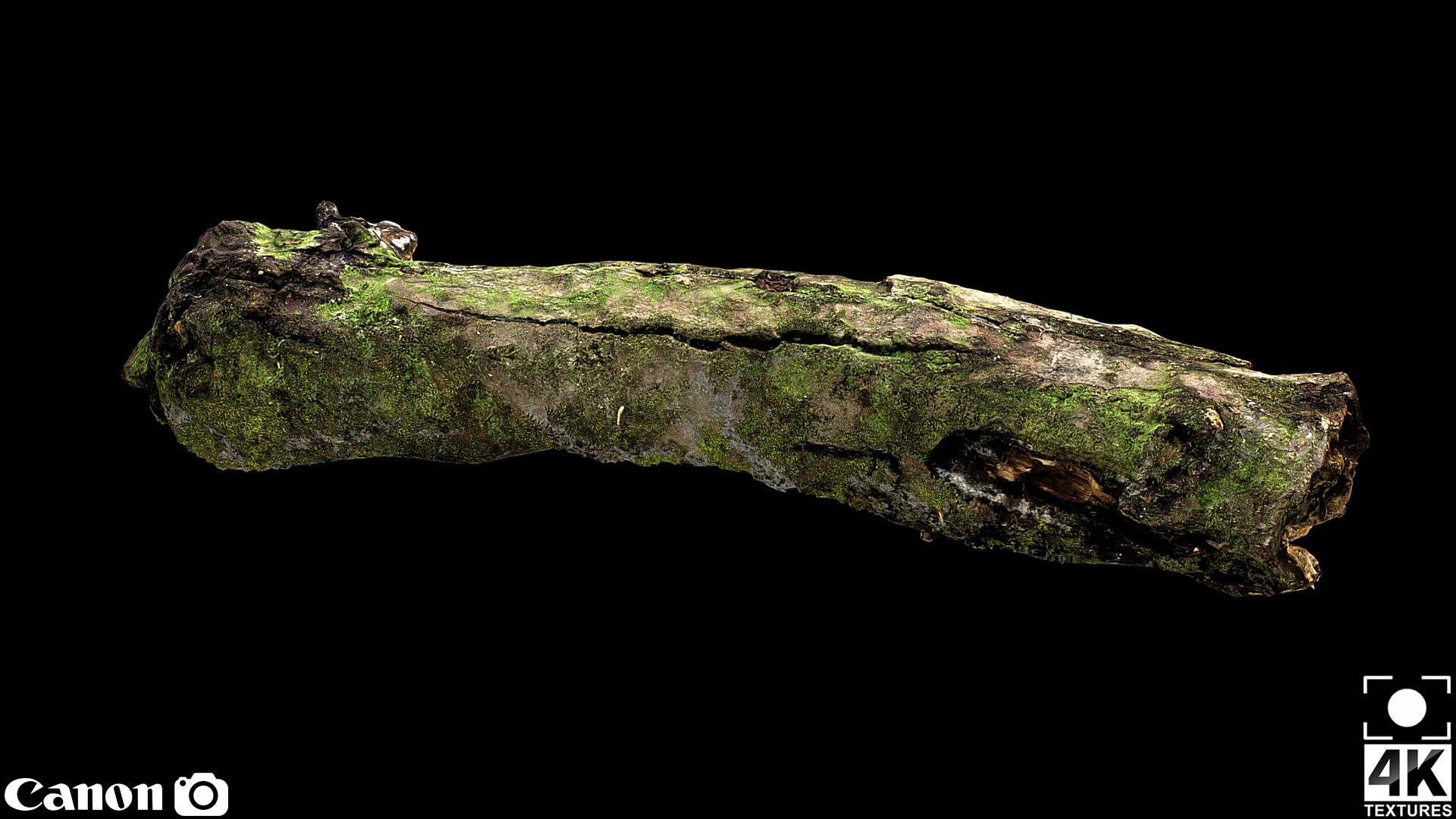 Free Branch Broken Part Tree Photogrammetry FREE 3D Model - TurboSquid ...