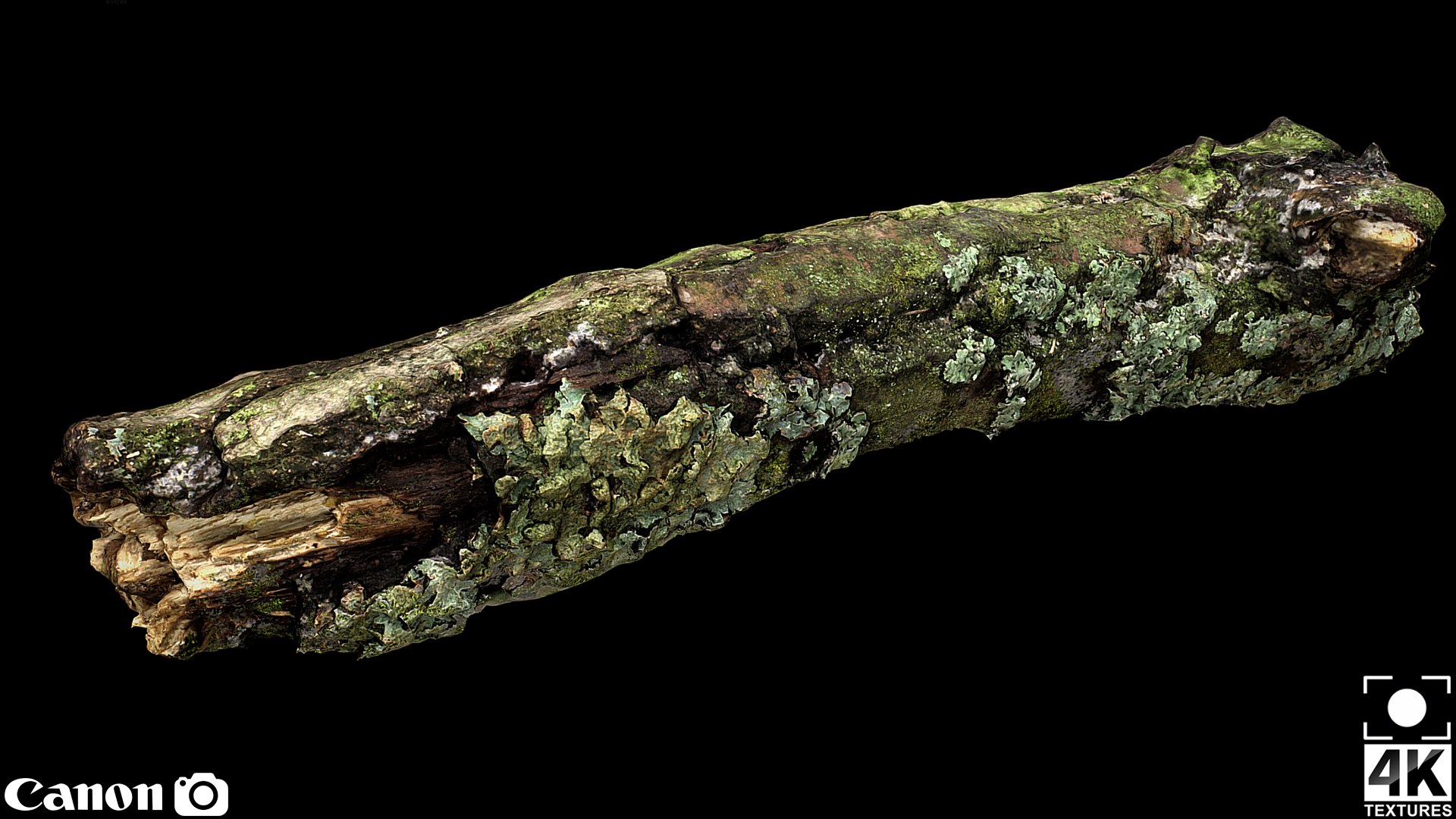 Free Branch Broken Part Tree Photogrammetry FREE 3D Model - TurboSquid ...