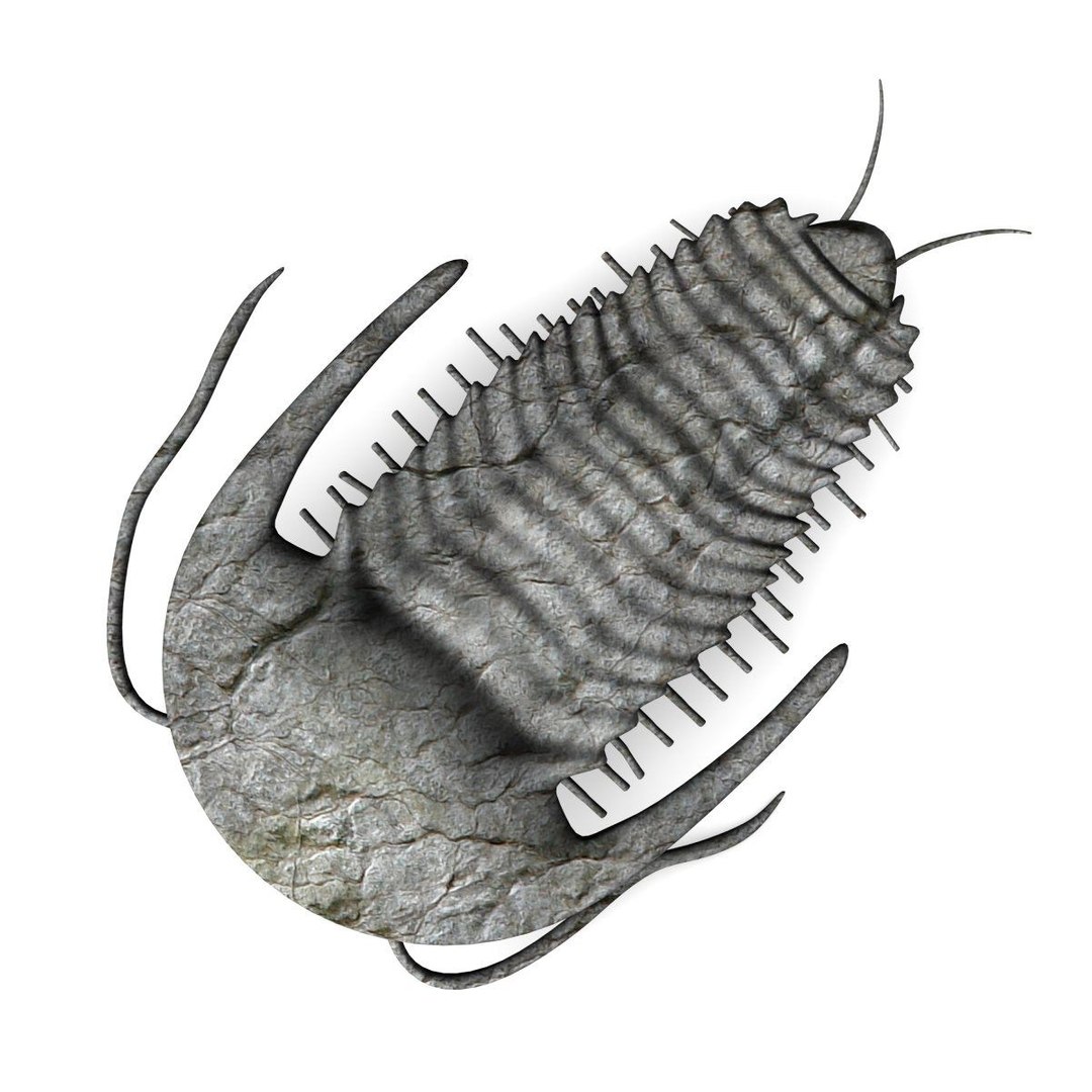 Trilobite Tri 3d Model