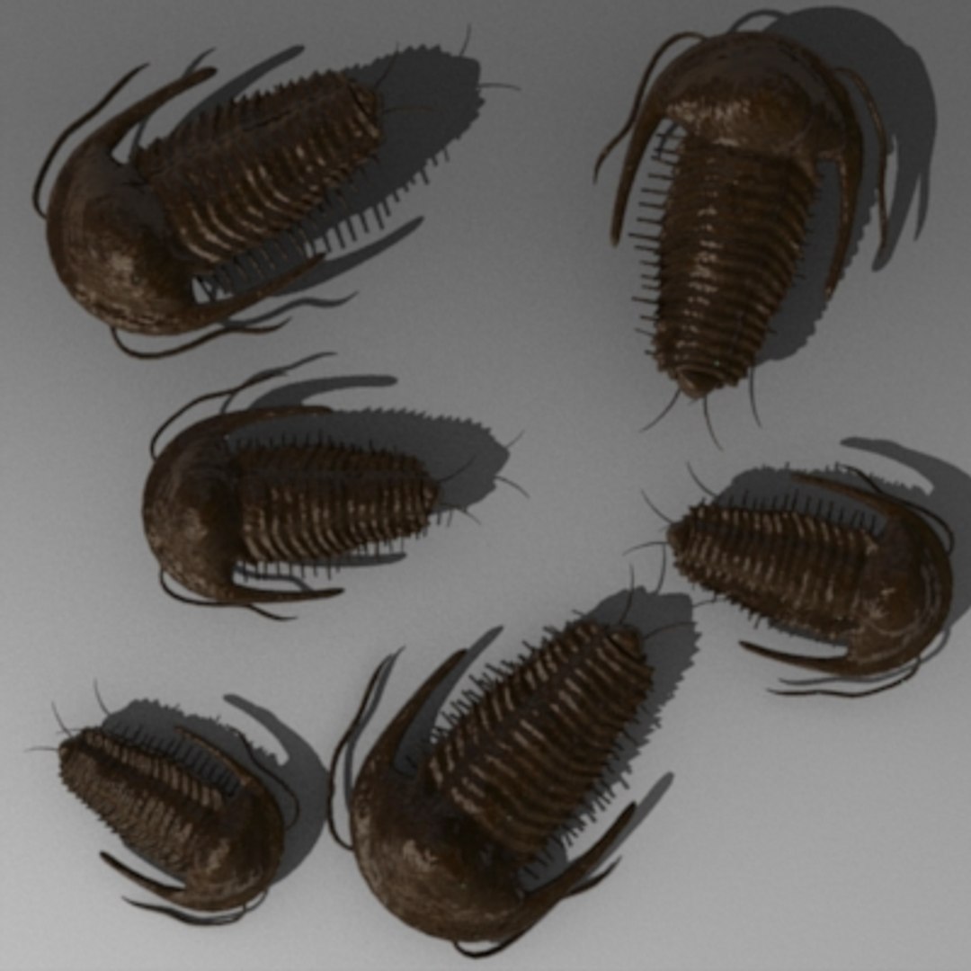 Trilobite Tri 3d Model