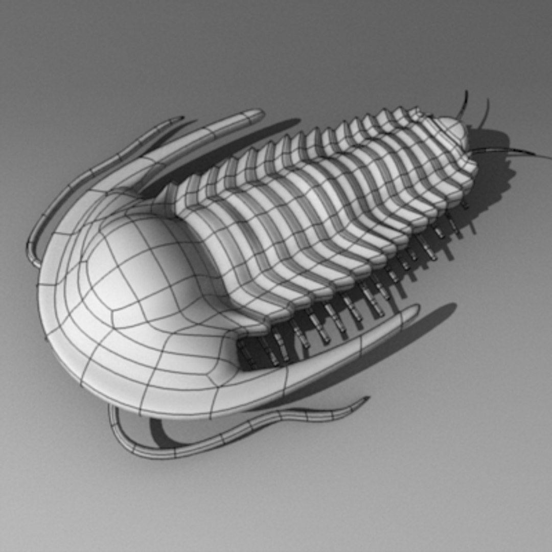 Trilobite Tri 3d Model