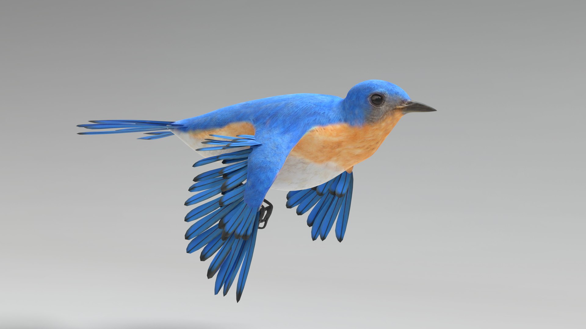3D bluebird animations model - TurboSquid 1576033