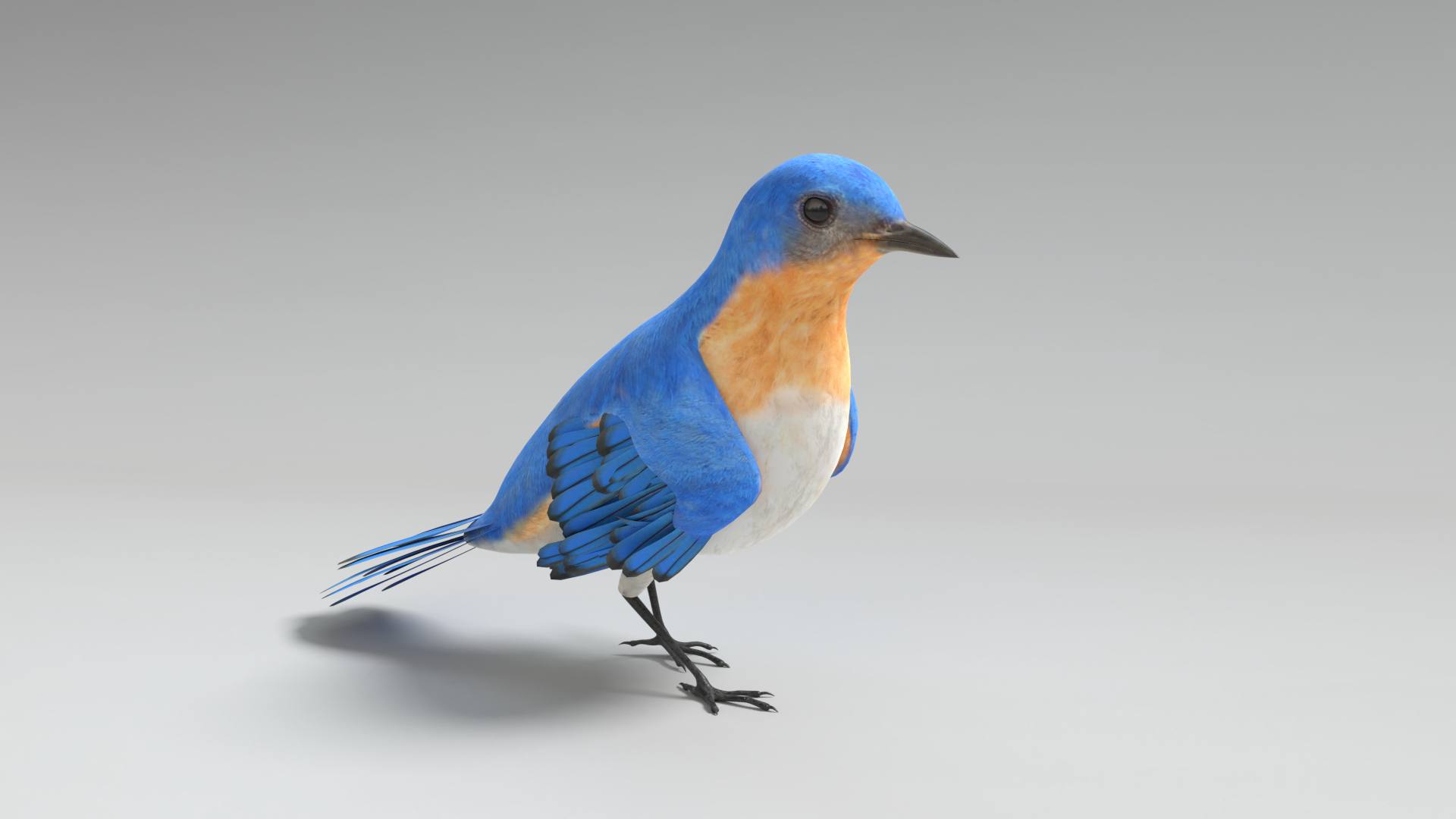 3D bluebird animations model - TurboSquid 1576033