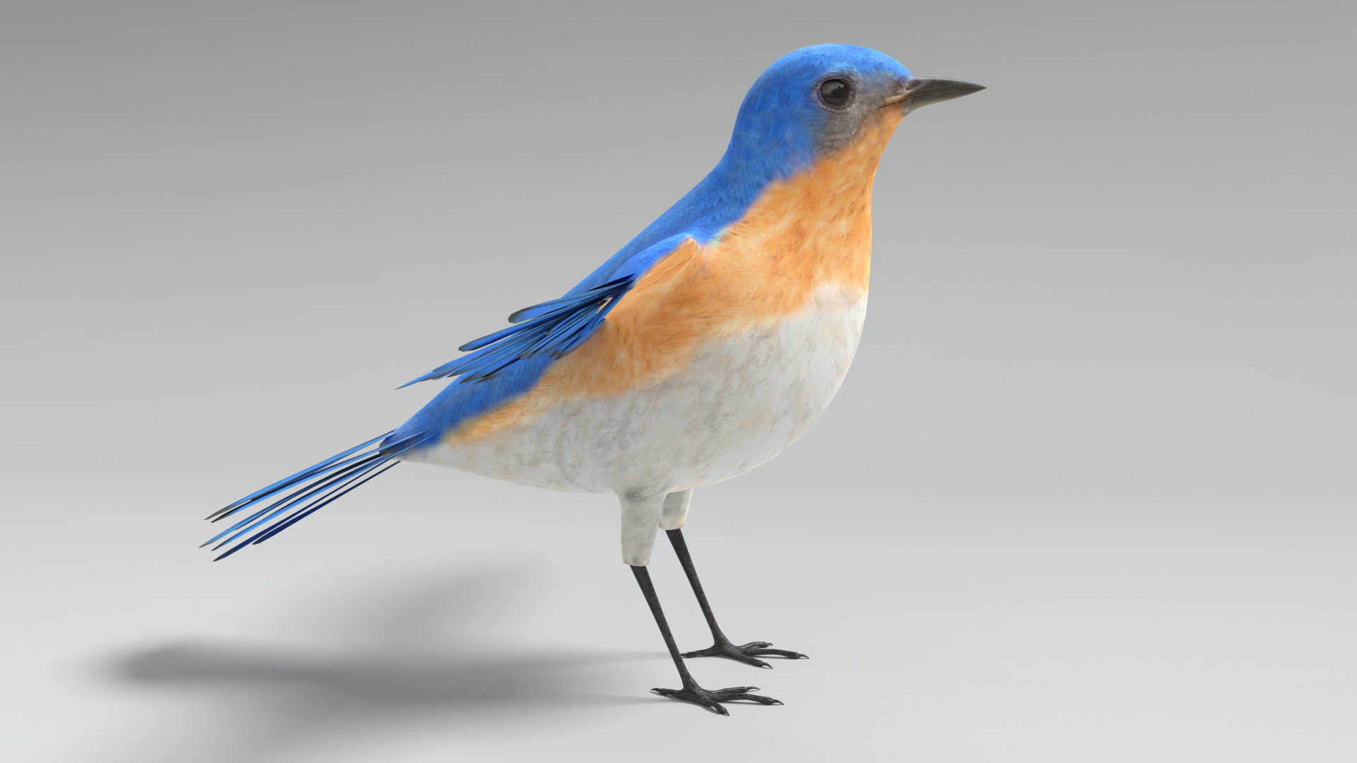 3D bluebird animations model - TurboSquid 1576033