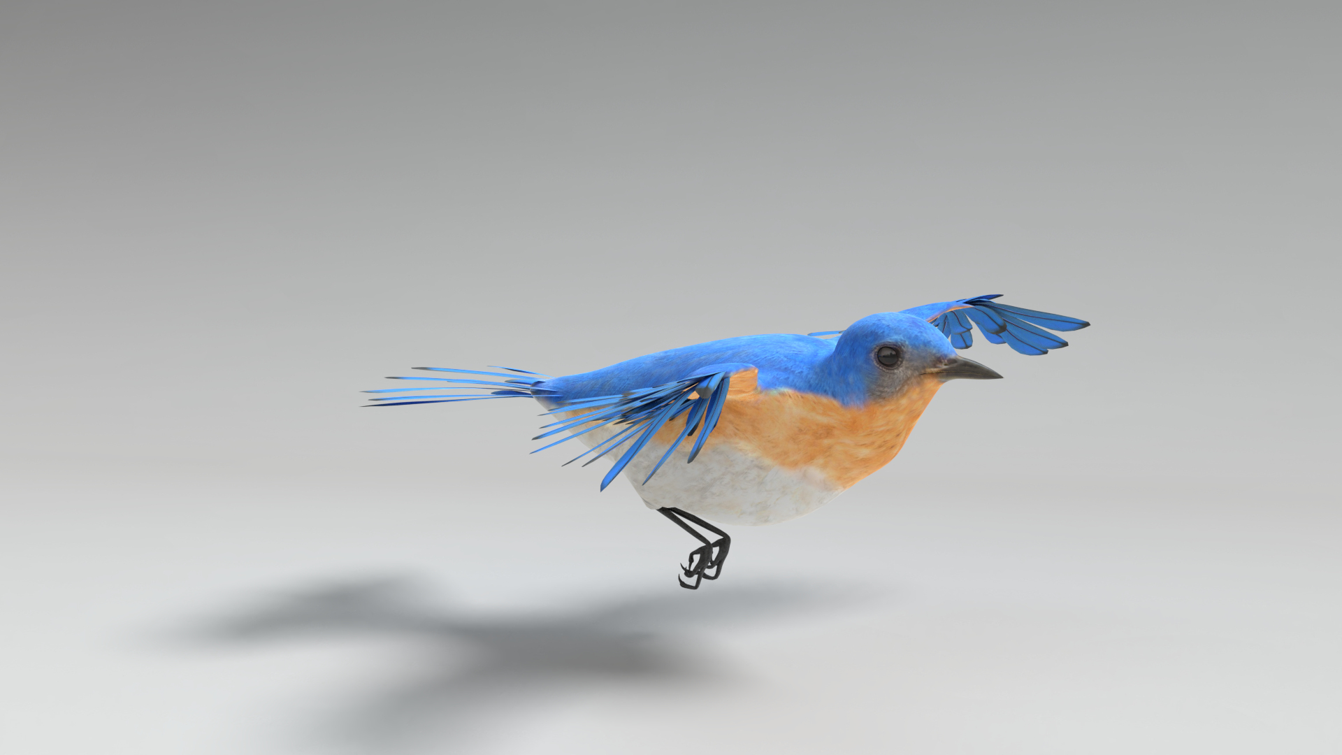 3D bluebird animations model - TurboSquid 1576033