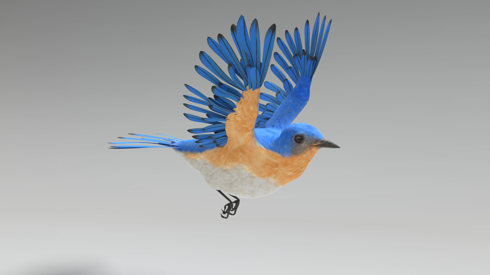 3D bluebird animations model - TurboSquid 1576033