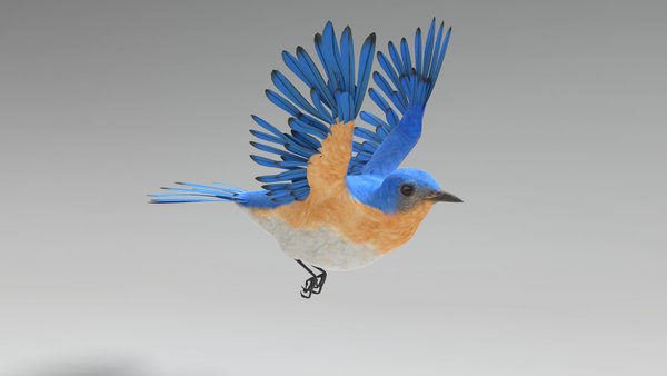 3D bluebird animations model - TurboSquid 1576033
