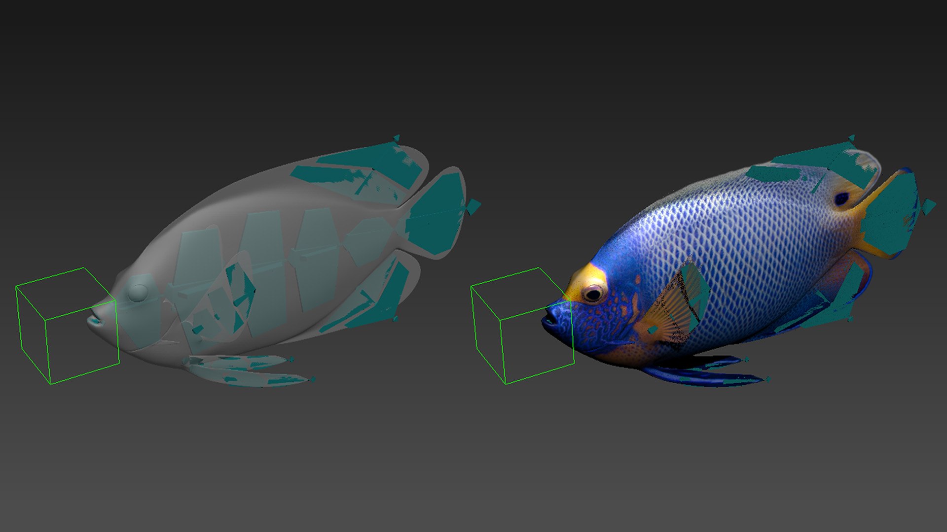 3D Model Blueface Angelfish Rigged - TurboSquid 1514173