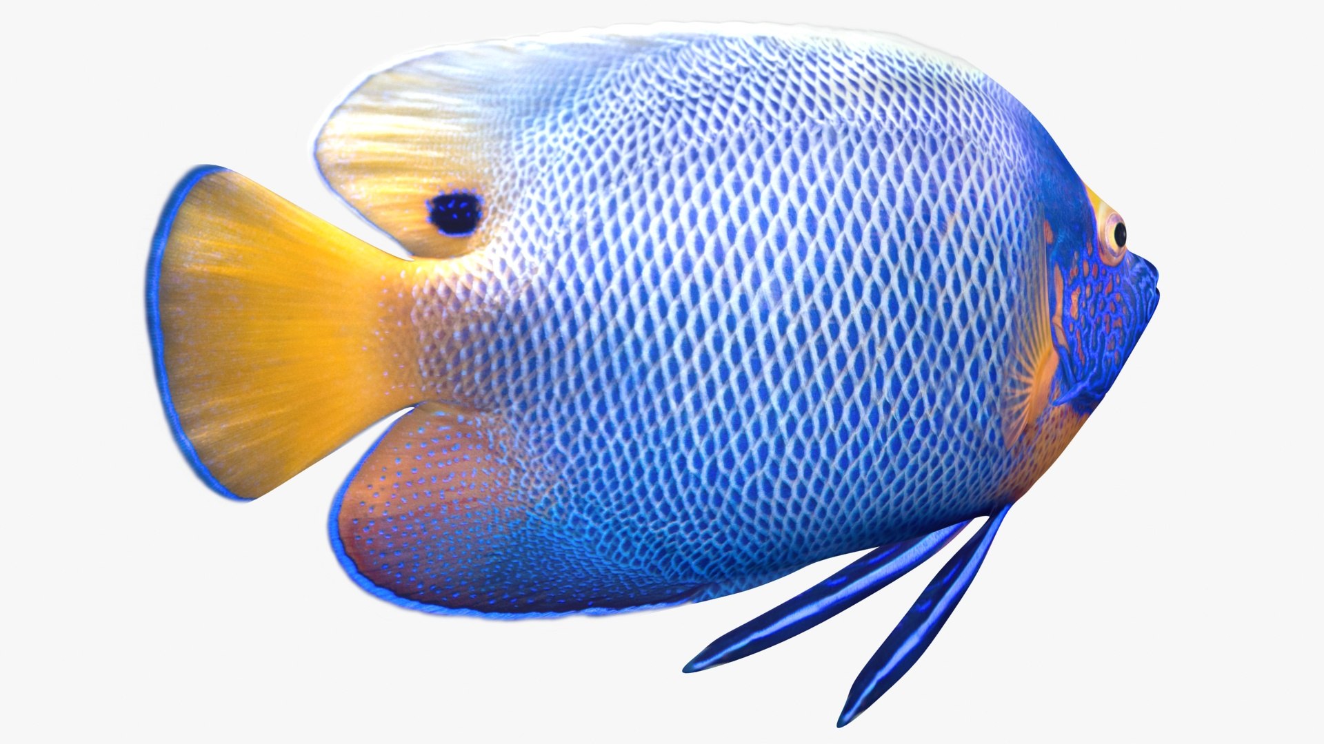 3D Model Blueface Angelfish Rigged - TurboSquid 1514173