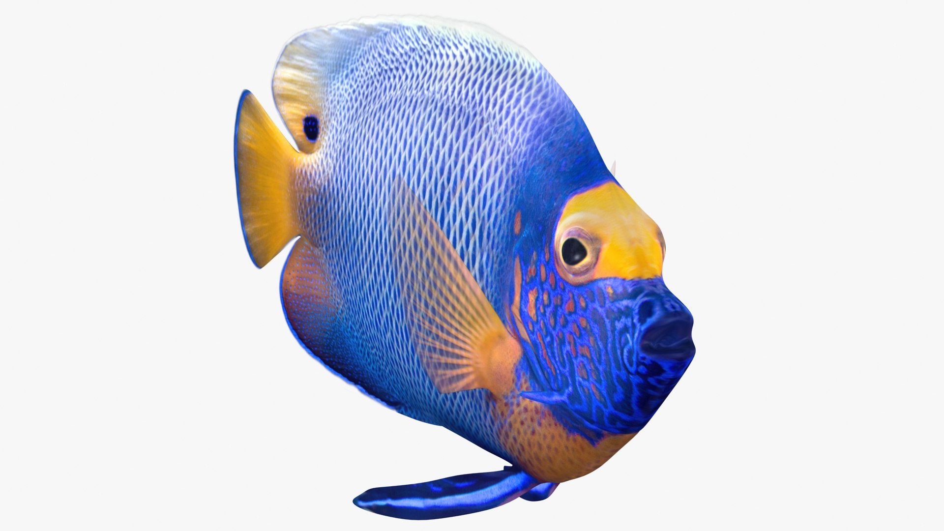 3D Model Blueface Angelfish Rigged - TurboSquid 1514173
