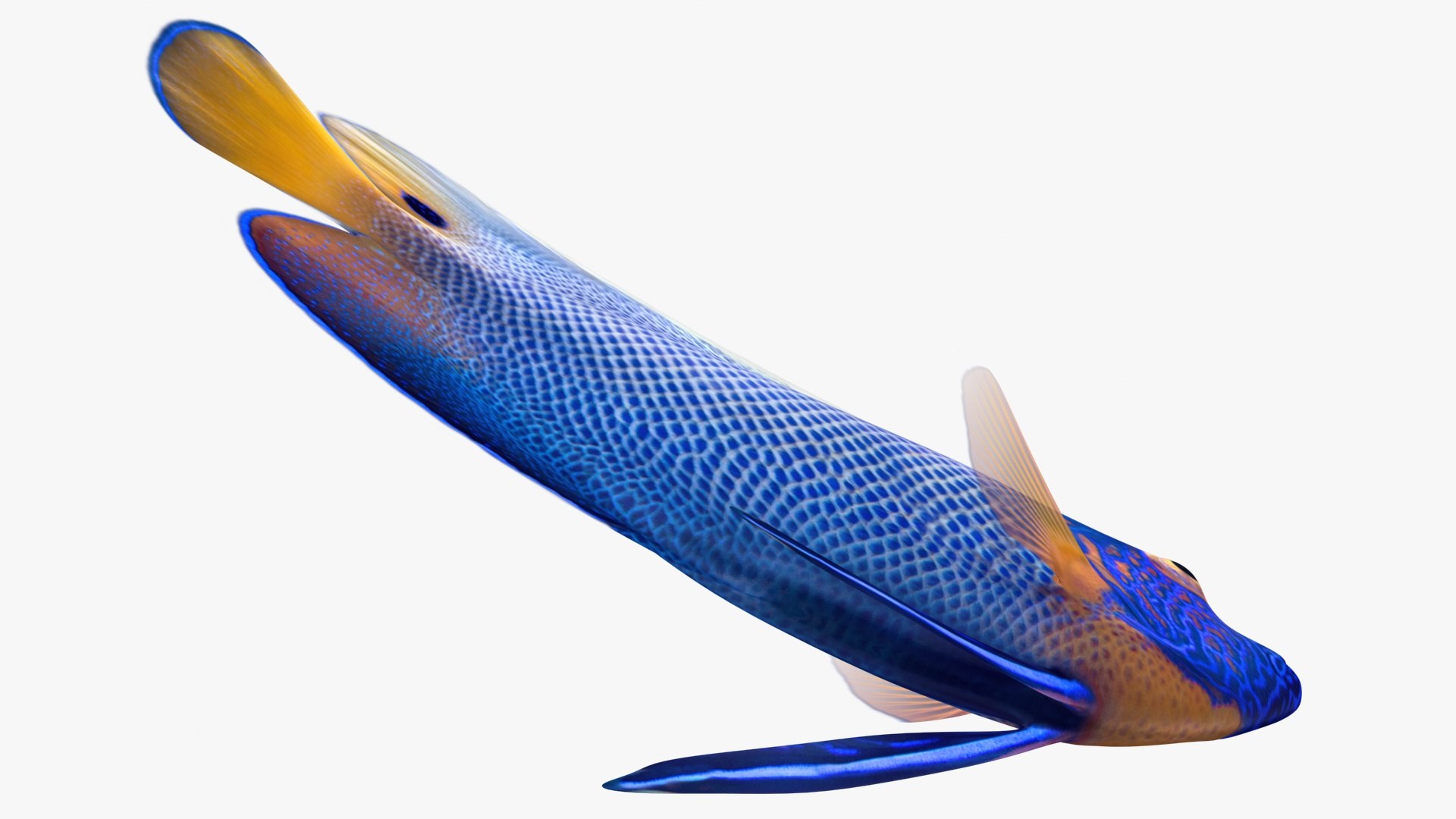3D Model Blueface Angelfish Rigged - TurboSquid 1514173
