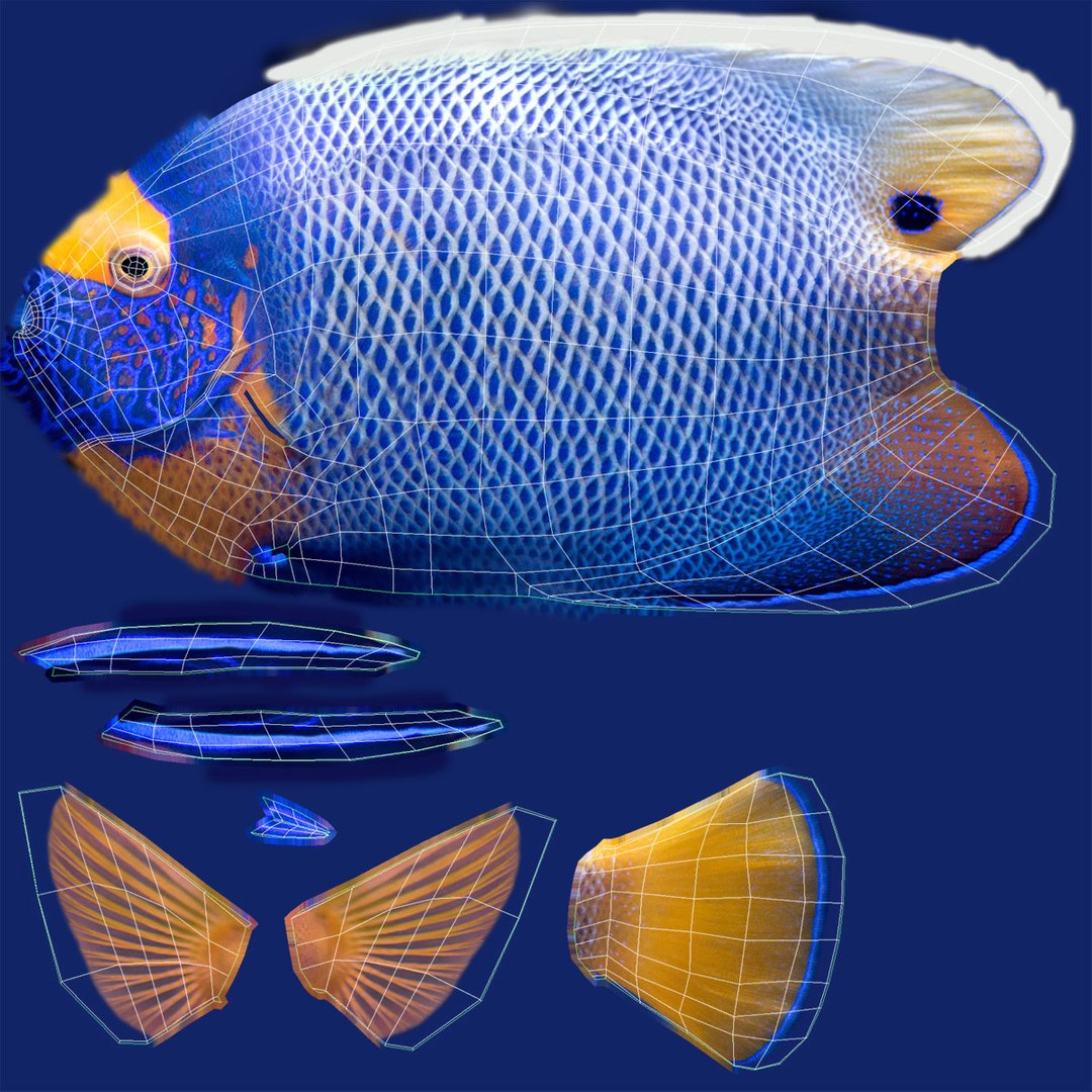 3D Model Blueface Angelfish Rigged - TurboSquid 1514173