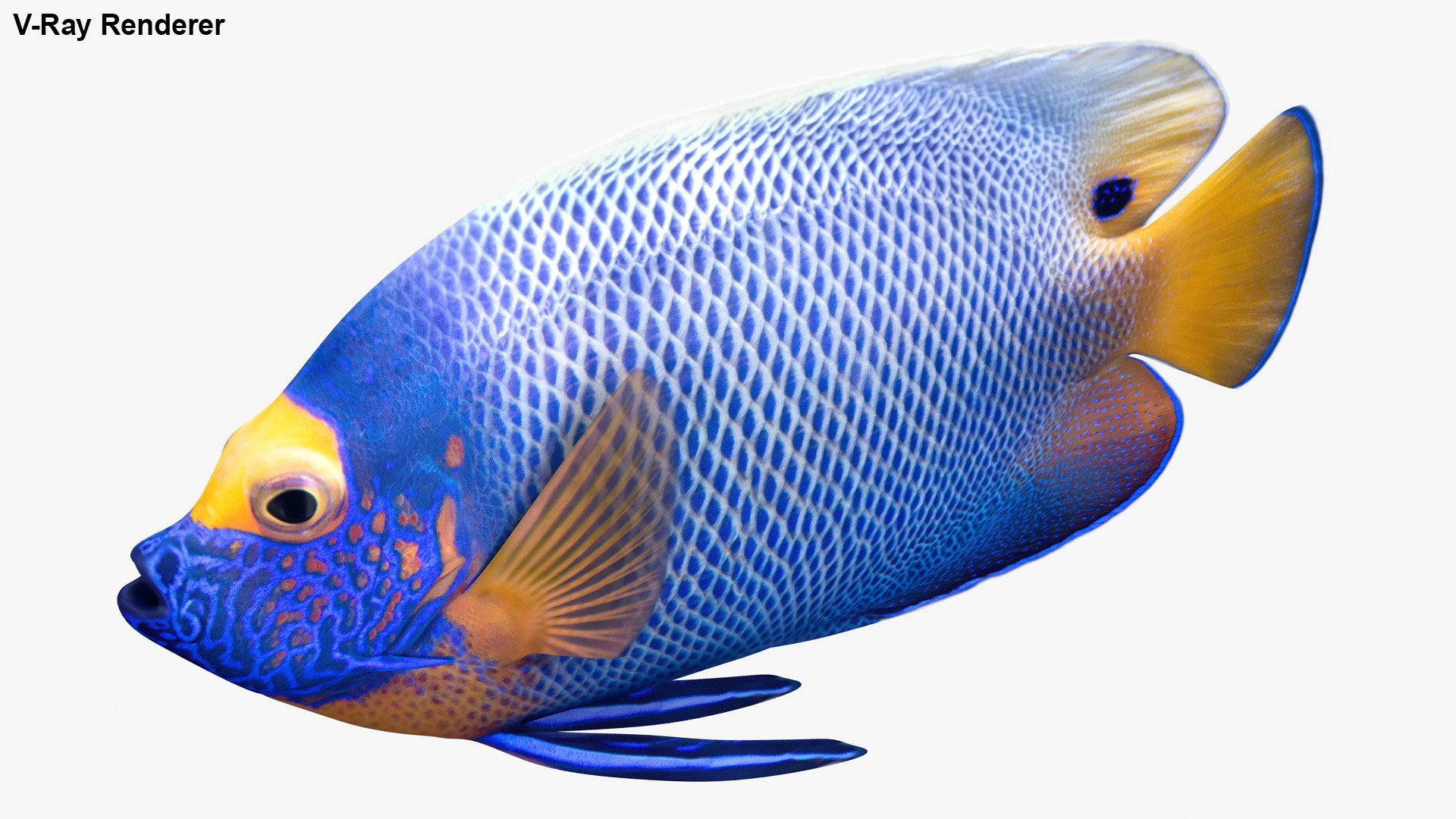 3D Model Blueface Angelfish Rigged - TurboSquid 1514173