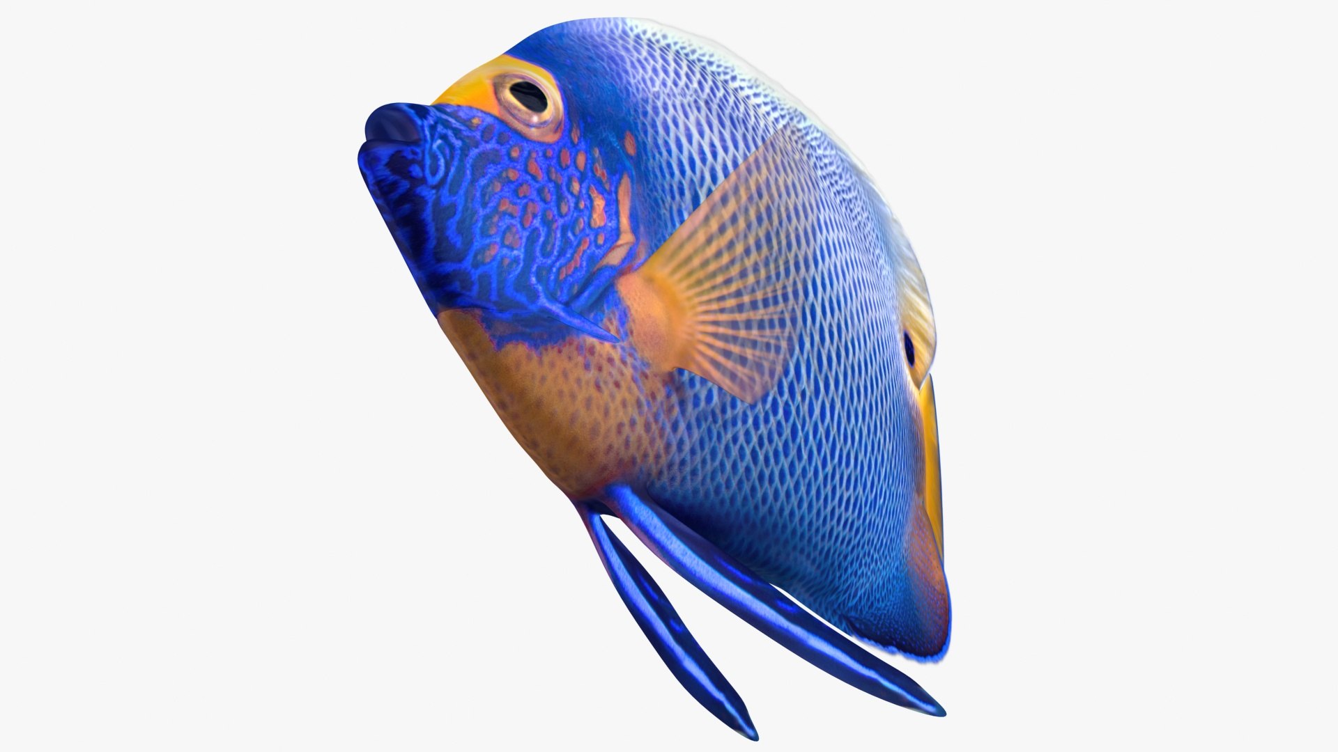 3D Model Blueface Angelfish Rigged - TurboSquid 1514173