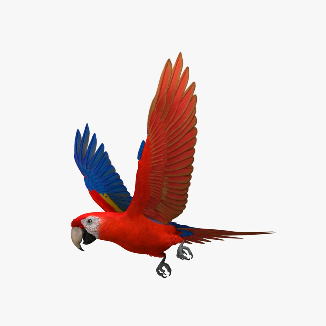 Maya Parrots Animation Ara
