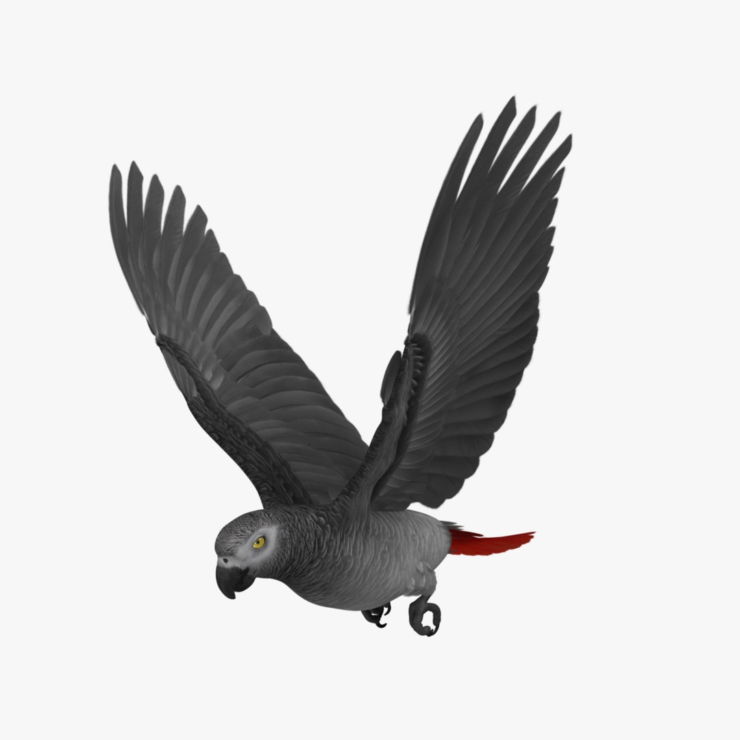 Maya Parrots Animation Ara
