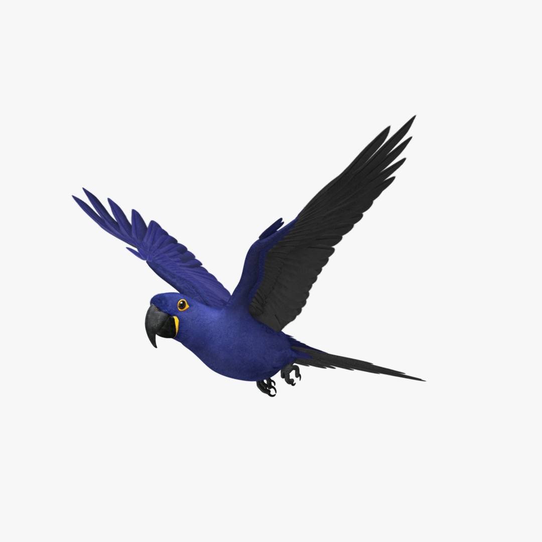 Maya Parrots Animation Ara