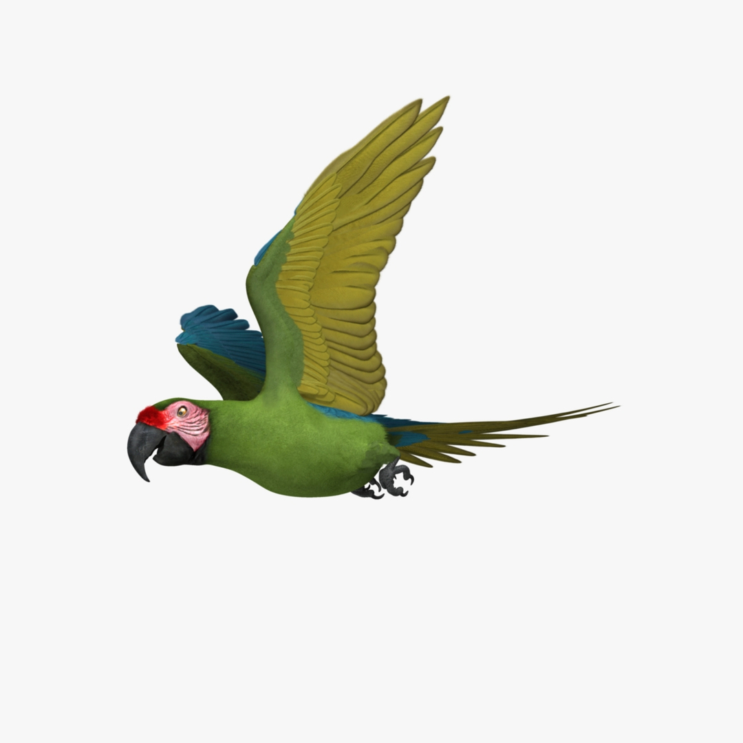 Maya Parrots Animation Ara