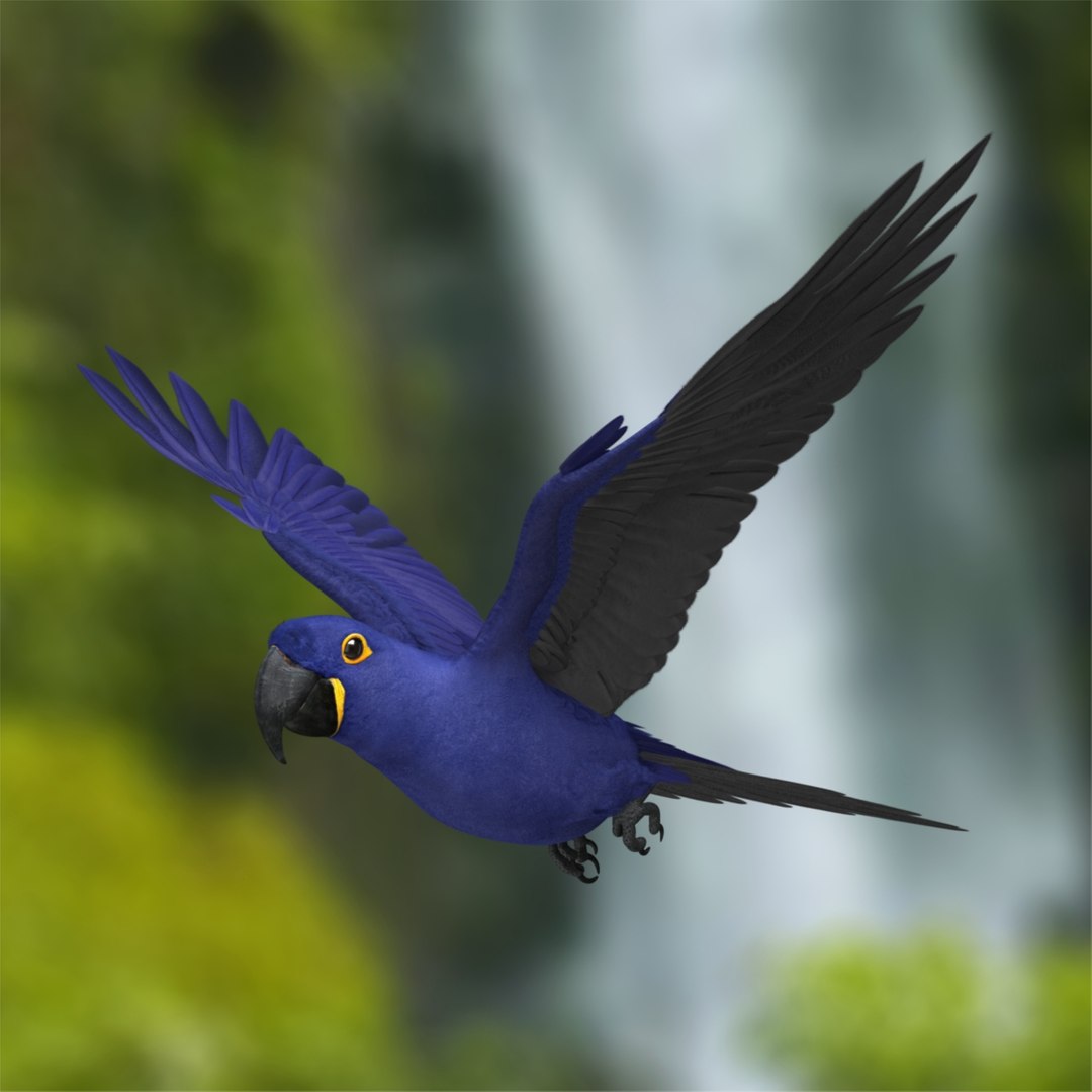 Maya Parrots Animation Ara