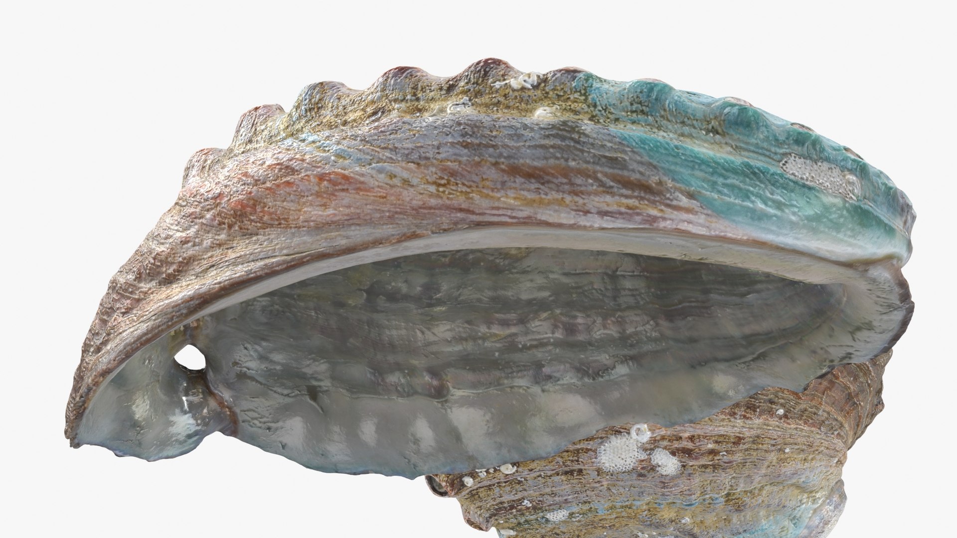 3D Abalone Shell 01 Pose2 Model - TurboSquid 2328381