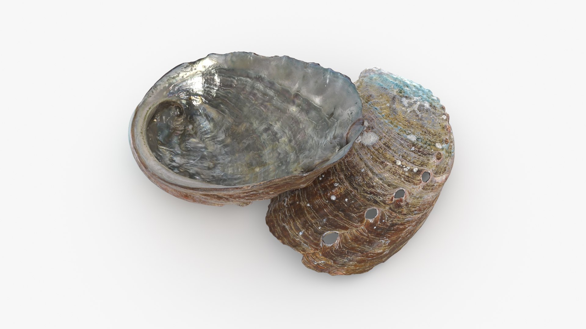 3D Abalone Shell 01 Pose2 Model - TurboSquid 2328381