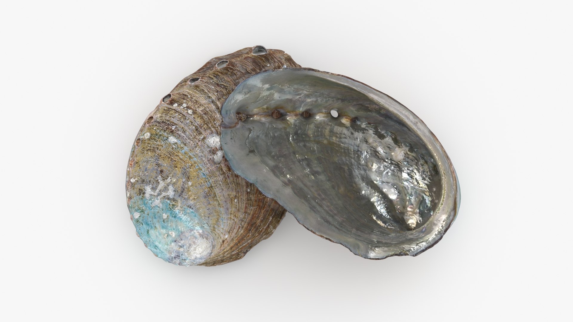 3D Abalone Shell 01 Pose2 Model - TurboSquid 2328381