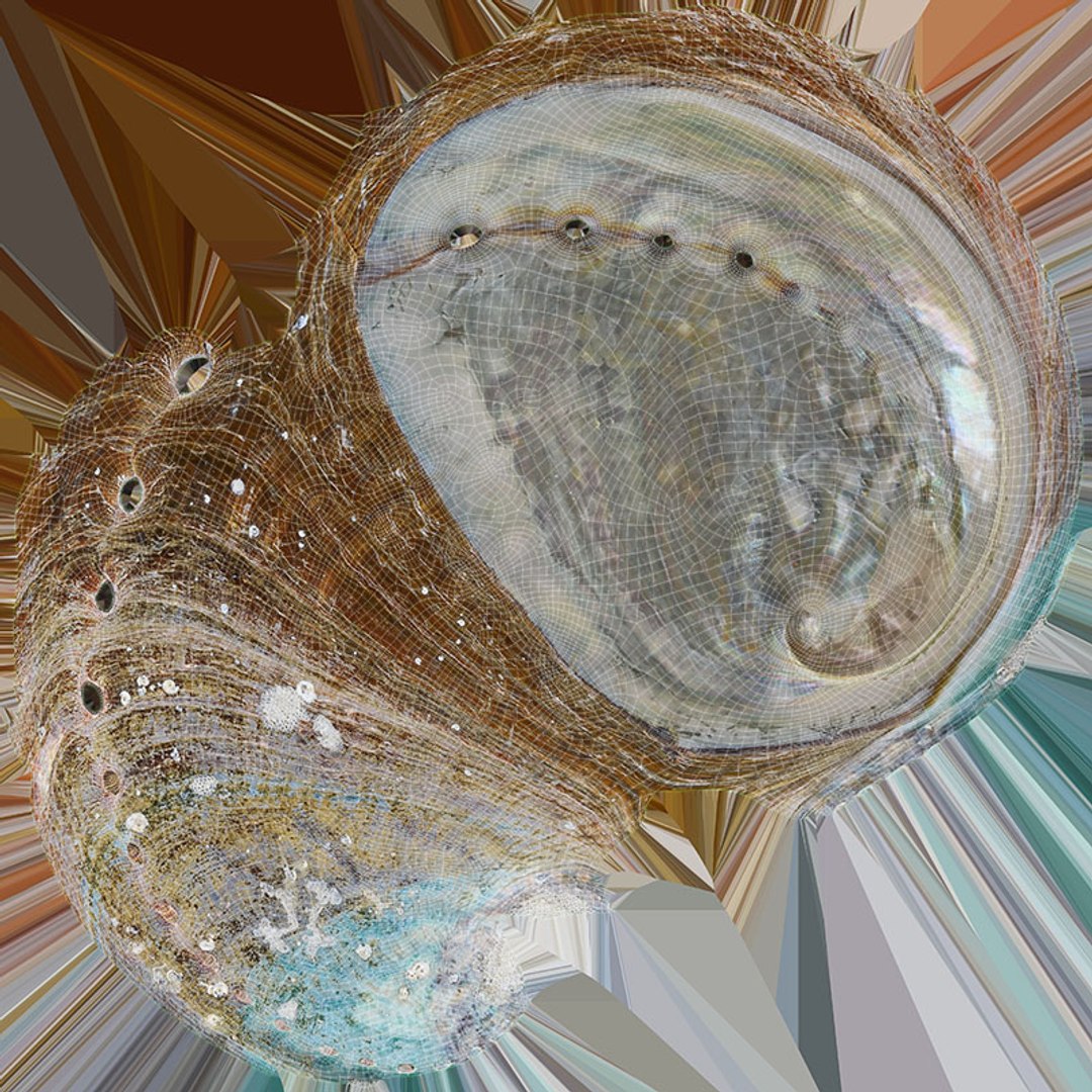 3D Abalone Shell 01 Pose2 Model - TurboSquid 2328381