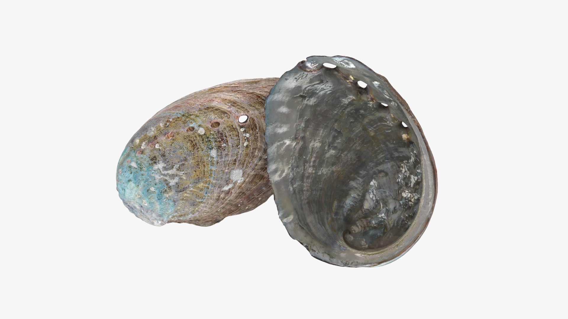 3D Abalone Shell 01 Pose2 Model - TurboSquid 2328381