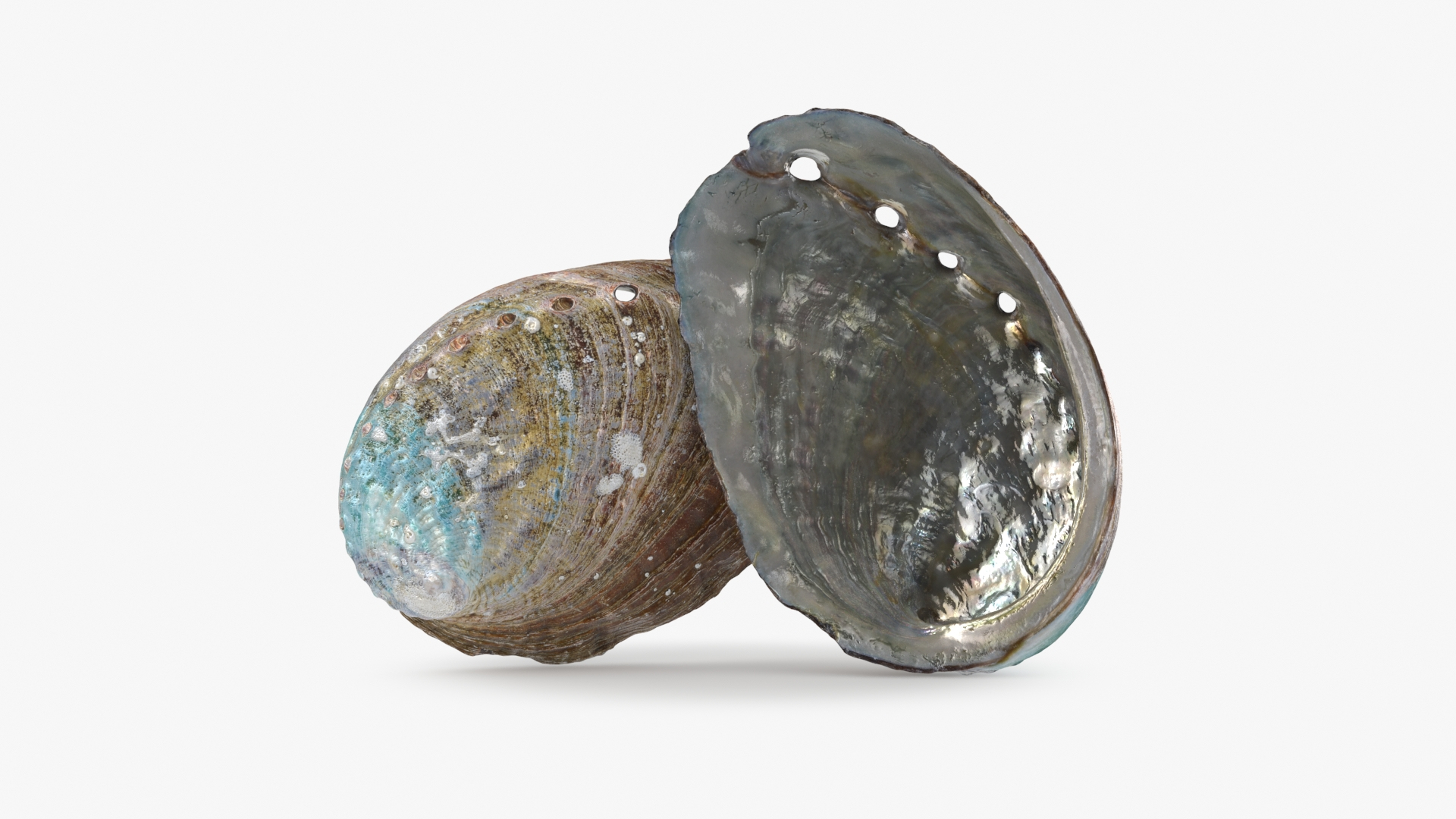 3D Abalone Shell 01 Pose2 Model - TurboSquid 2328381
