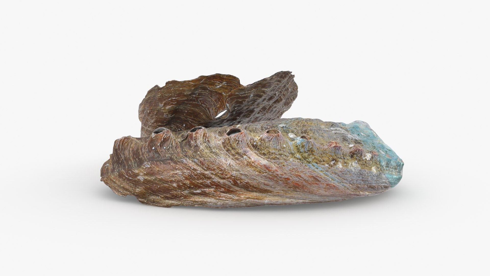 3D Abalone Shell 01 Pose2 Model - TurboSquid 2328381