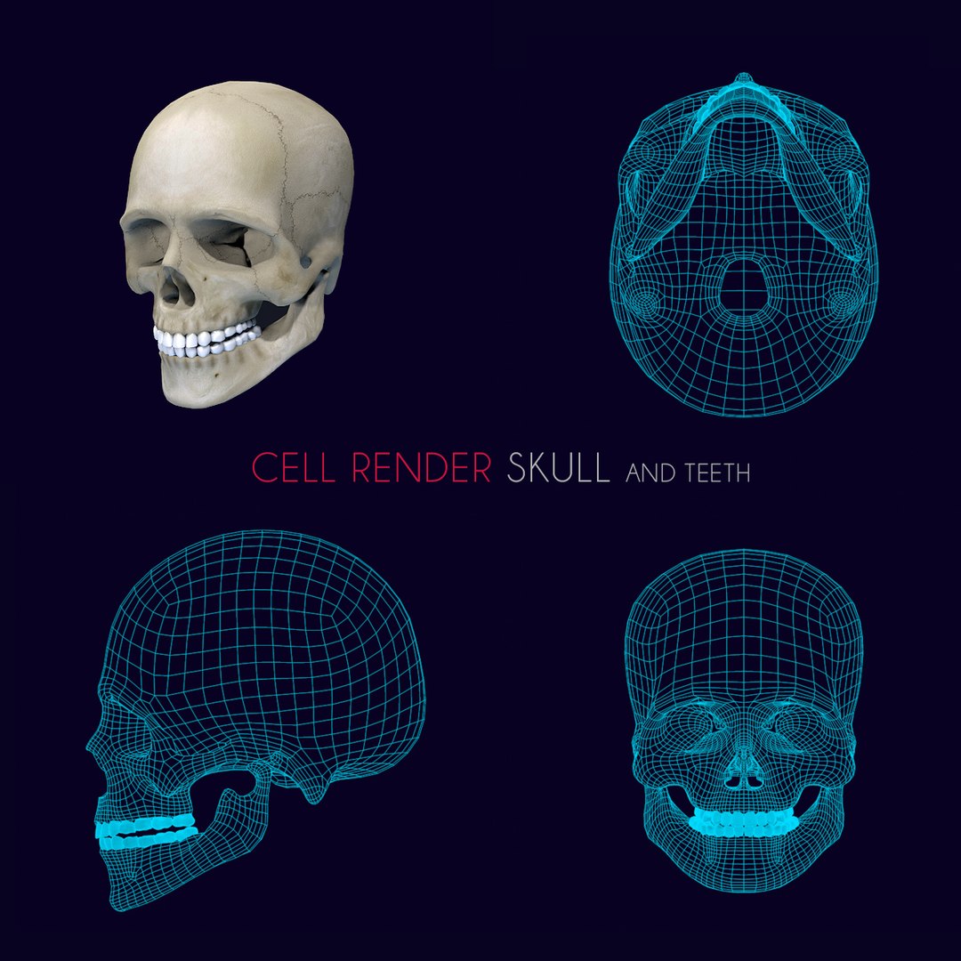 Human Skull 3d Model