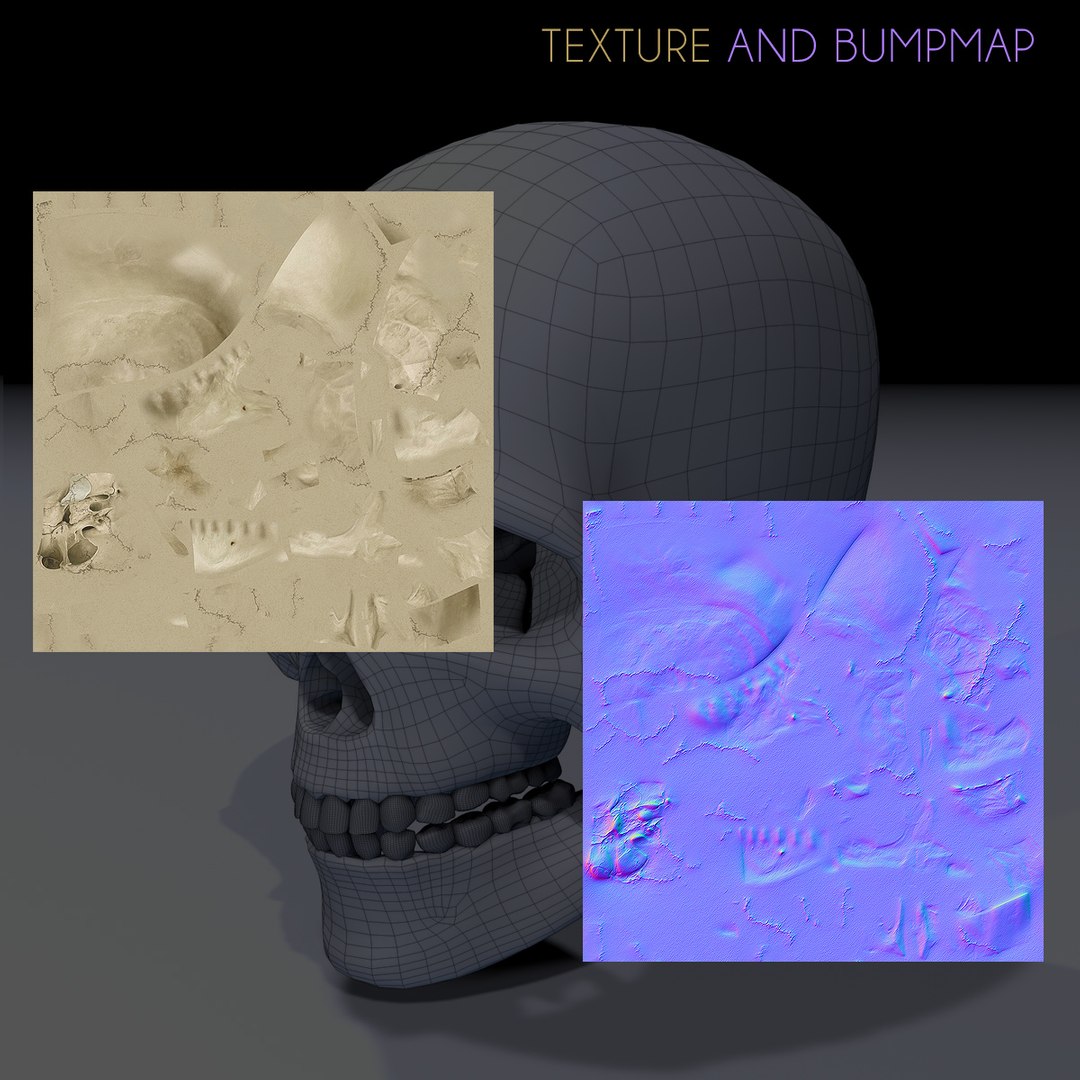 Human Skull 3d Model