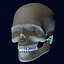 Human Skull 3d Model