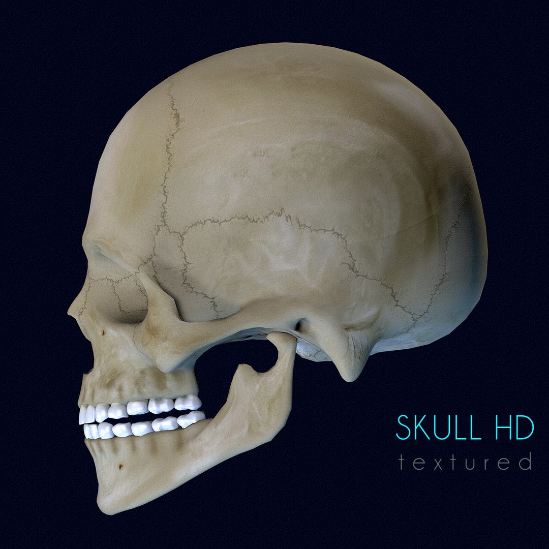 Human Skull 3d Model
