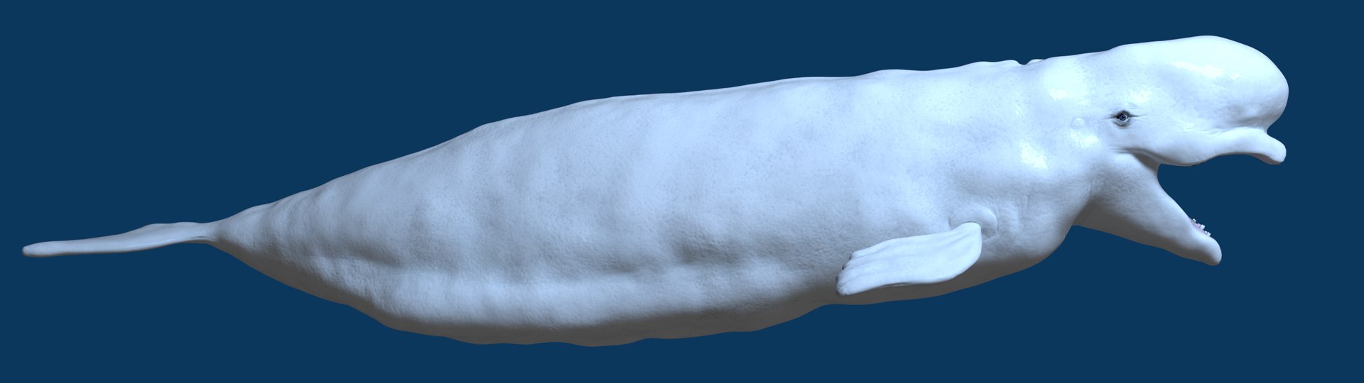3D Beluga Whale - PBR - Rigged Model - TurboSquid 2214849
