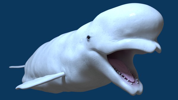 modelo 3d Ballena beluga - PBR - aparejada - TurboSquid 2214849
