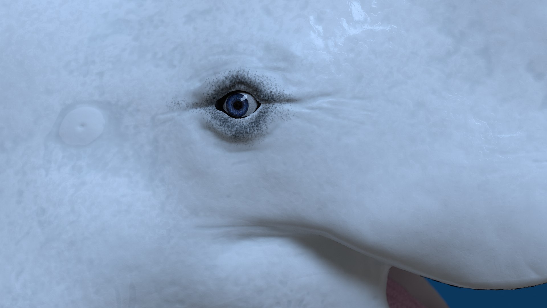 3D Beluga Whale - PBR - Rigged Model - TurboSquid 2214849